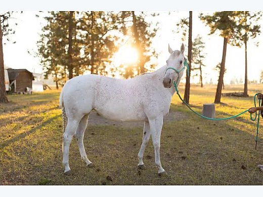 2013 Registered Appendix Mare