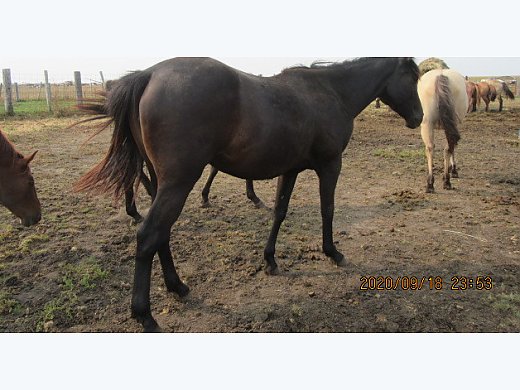 Black Working Bred Filly!