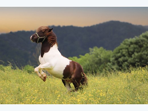 Miniature Horse Stallion