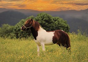 Miniature Horse Stallion
