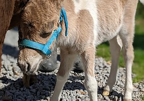 Miniature Horse Stallion