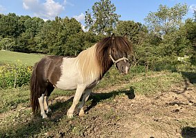 Miniature Horse Stallion