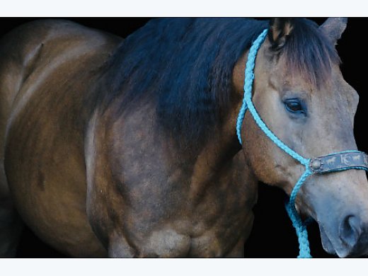 15 HD Beginner Friendly Gelding