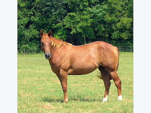 AQHA Broodmare!