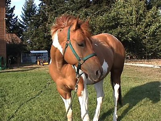 Gorgeous American Paint Mare