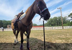 Sweet Morab for Sale