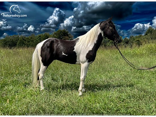 Missouri Foxtrotter- Show Trail