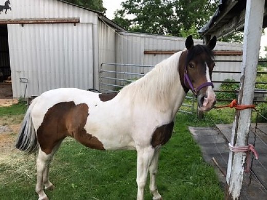 Paint / Pinto Pony