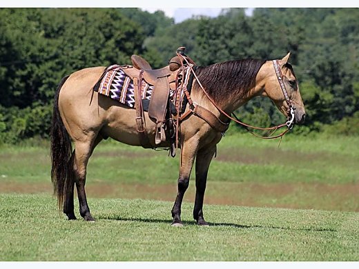 Quarter Horse- Trail Ranch