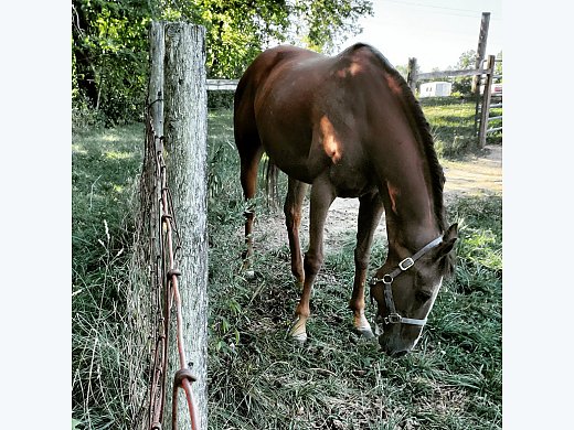 10 Year old Thoroughbred Mare