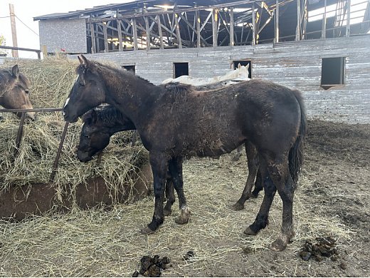Black Appaloosa Filly