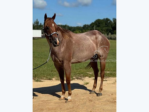 RED Roan QH Gelding