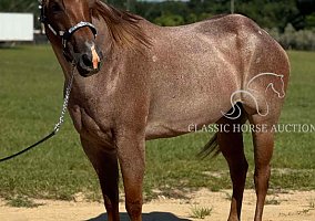 RED Roan QH Gelding