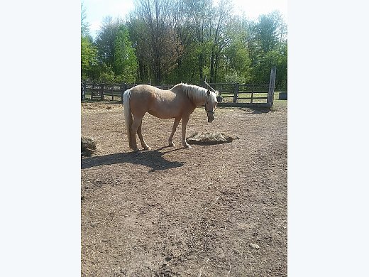 Palomino QH/Draft