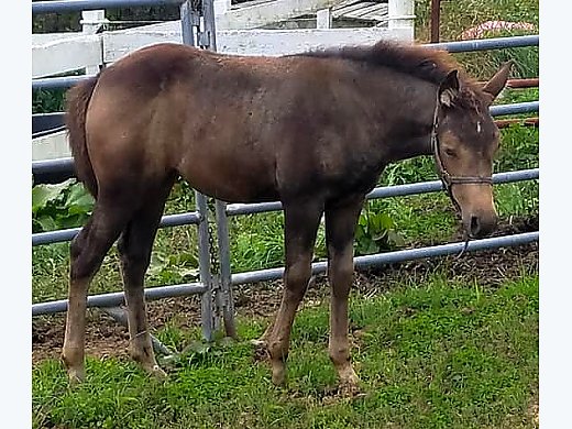 Yearling Buckskin Filly