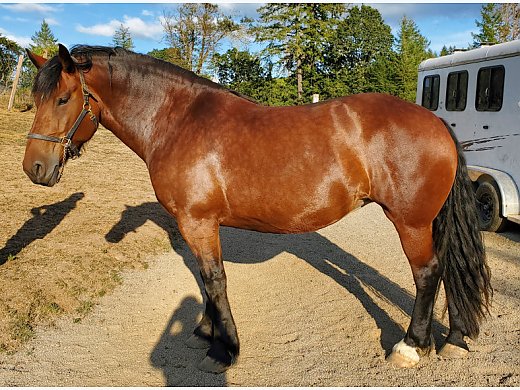 Large Built Warmblood Friesian X