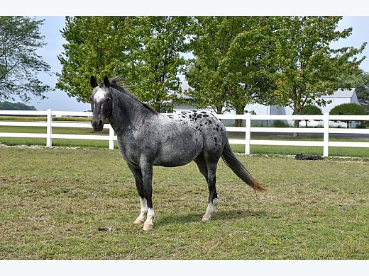 Beautiful Appaloosa Gelding