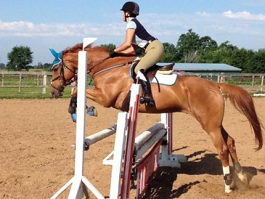 Beautiful Competitive Hunter/Jumper