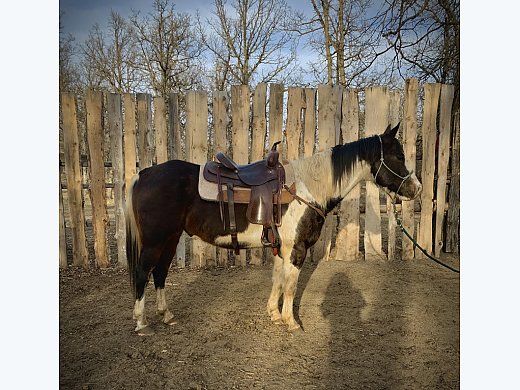 Colt Starting/Horse Training