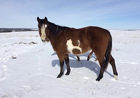 Colt Starting/Horse Training