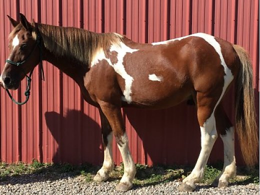 Cute Paint Gelding!