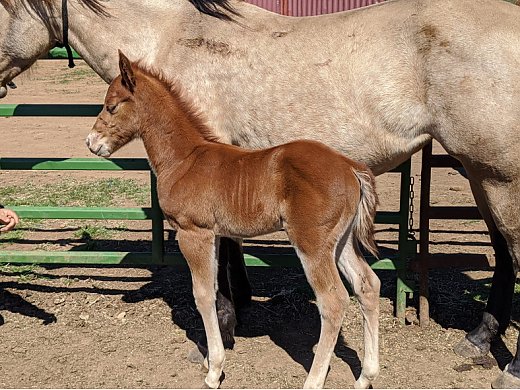 Colt Foal