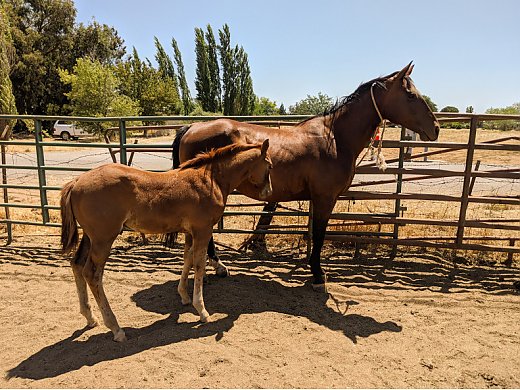 Colt Foal
