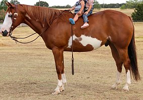 Fancy Overo Ranch Horse
