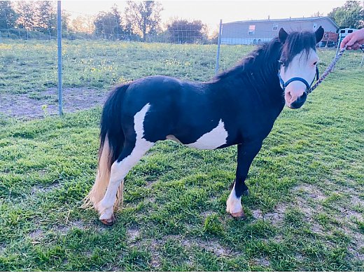 Mini Stallion for Sale!