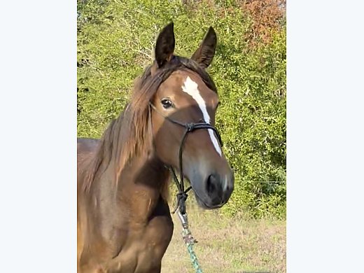 Percheron Mustang Filly