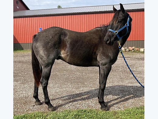 Young Blue Roan AQHA Gelding