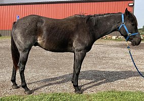 Young Blue Roan AQHA Gelding