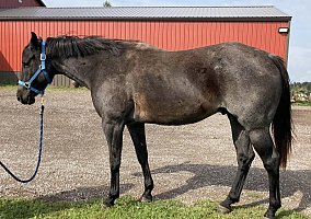 Young Blue Roan AQHA Gelding