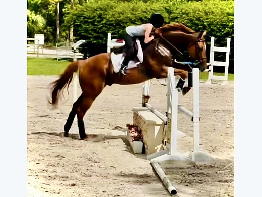 6yr old, Chestnut Thoroughbred