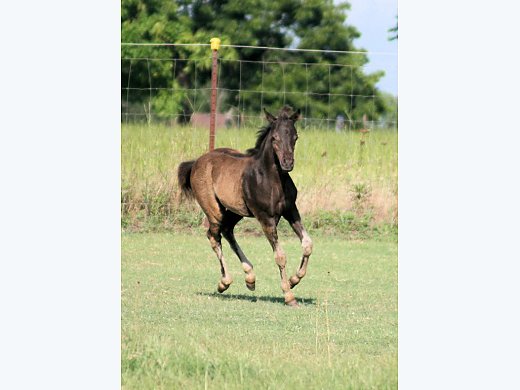 Double Reg. Mini/Pony Colt