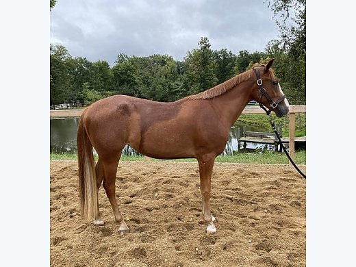 2 Year Old Draft Cross Mare