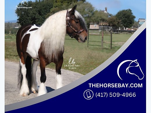Gypsy Vanner Trail Driving Mare