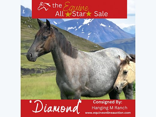 Super Fancy Blue Roan Filly!