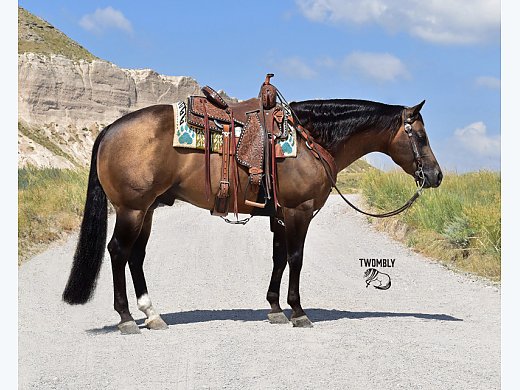 Beautiful Buckskin Stallion!
