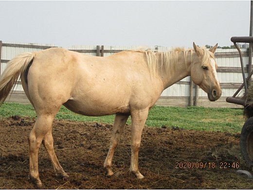 Mare Ready To Breed!