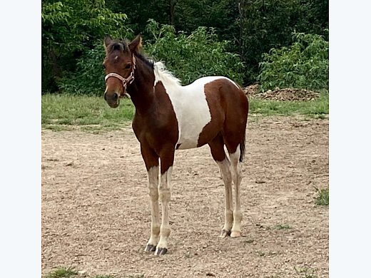 Painted Filly
