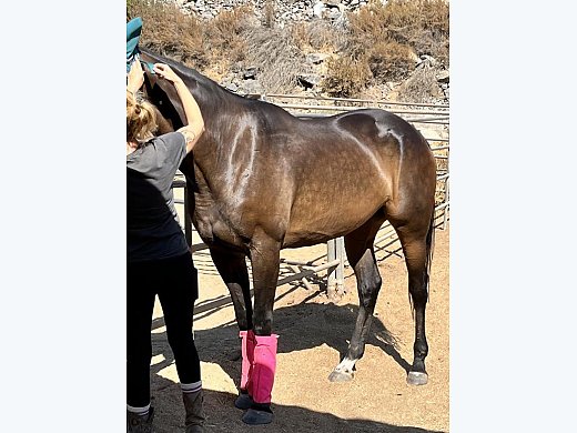 Sweet/Quiet Appendix Mare