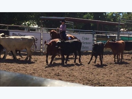 Sweet Registered AQHA Mare