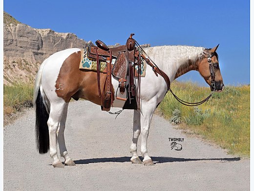 WOW! Beautiful Paint Gelding.