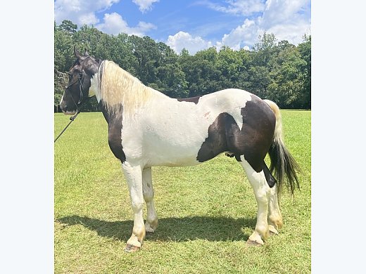 Registered Friesian Cross