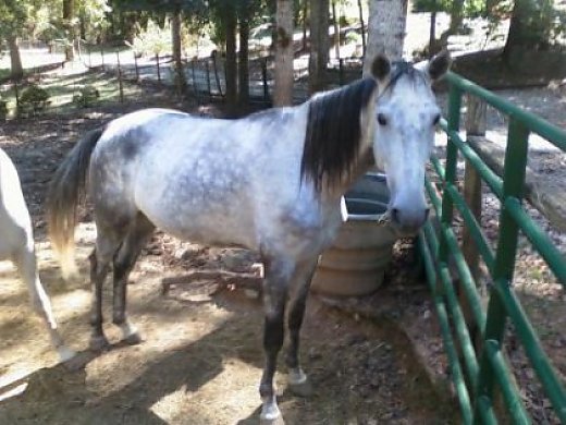Dapple Grey Gelding