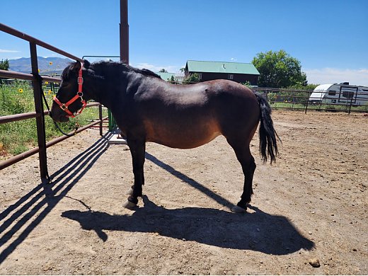 Bay Mini Mustang Mare