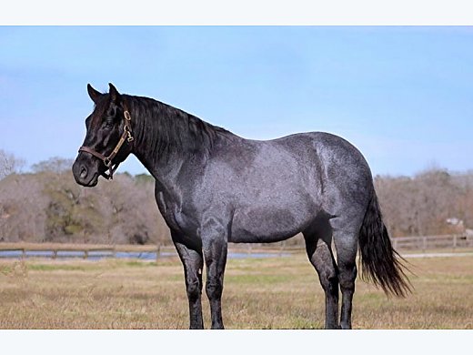 Blue Roan Gelding