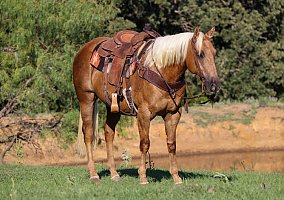 Golden Palomino Ranch Horse