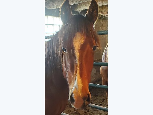 2017 Bay AQHA Filly